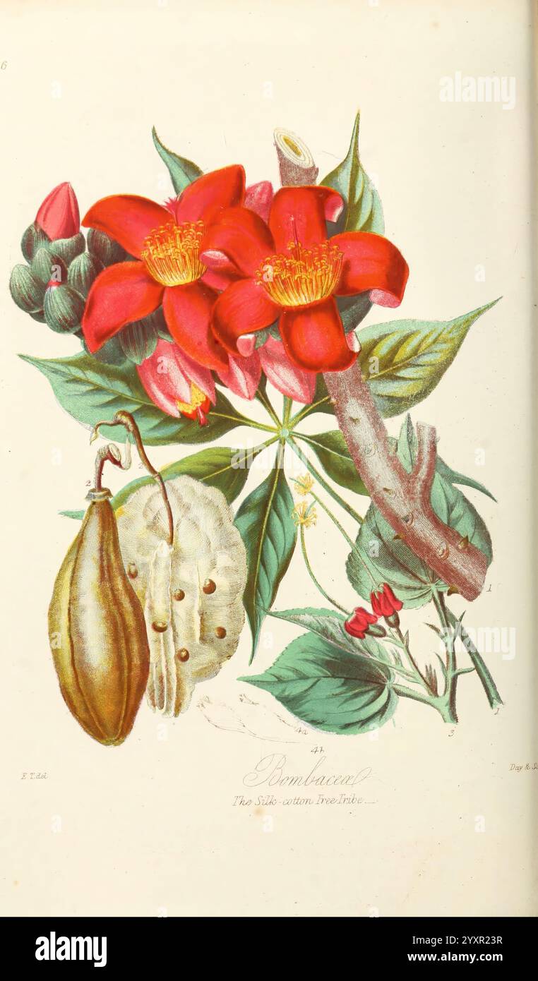 Illustrations of the Natural Orders of Plants with Groups and ...