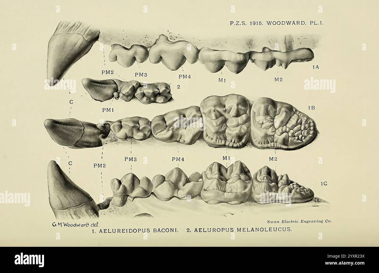 Understanding dental evolution hi-res stock photography and images - Alamy