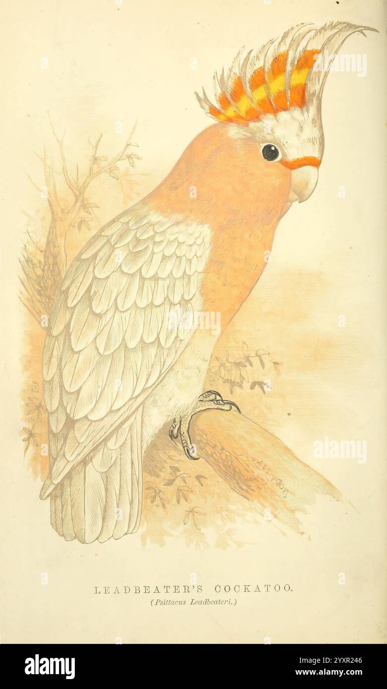 The speaking parrots London, L.U. Gill 1884 59871p Parrots Talking ...