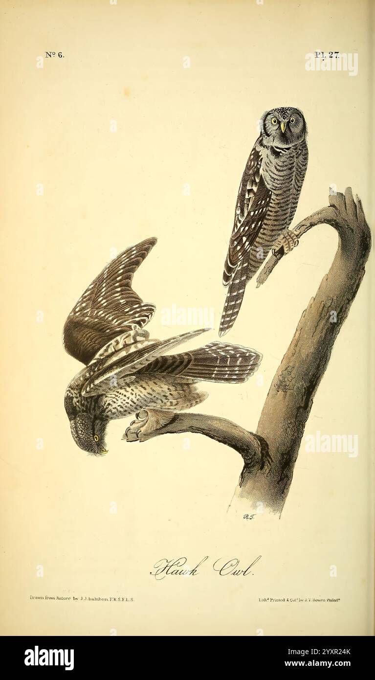 The, birds, of, America, New York, J.B, Chevalier, 1840-1844, birds ...