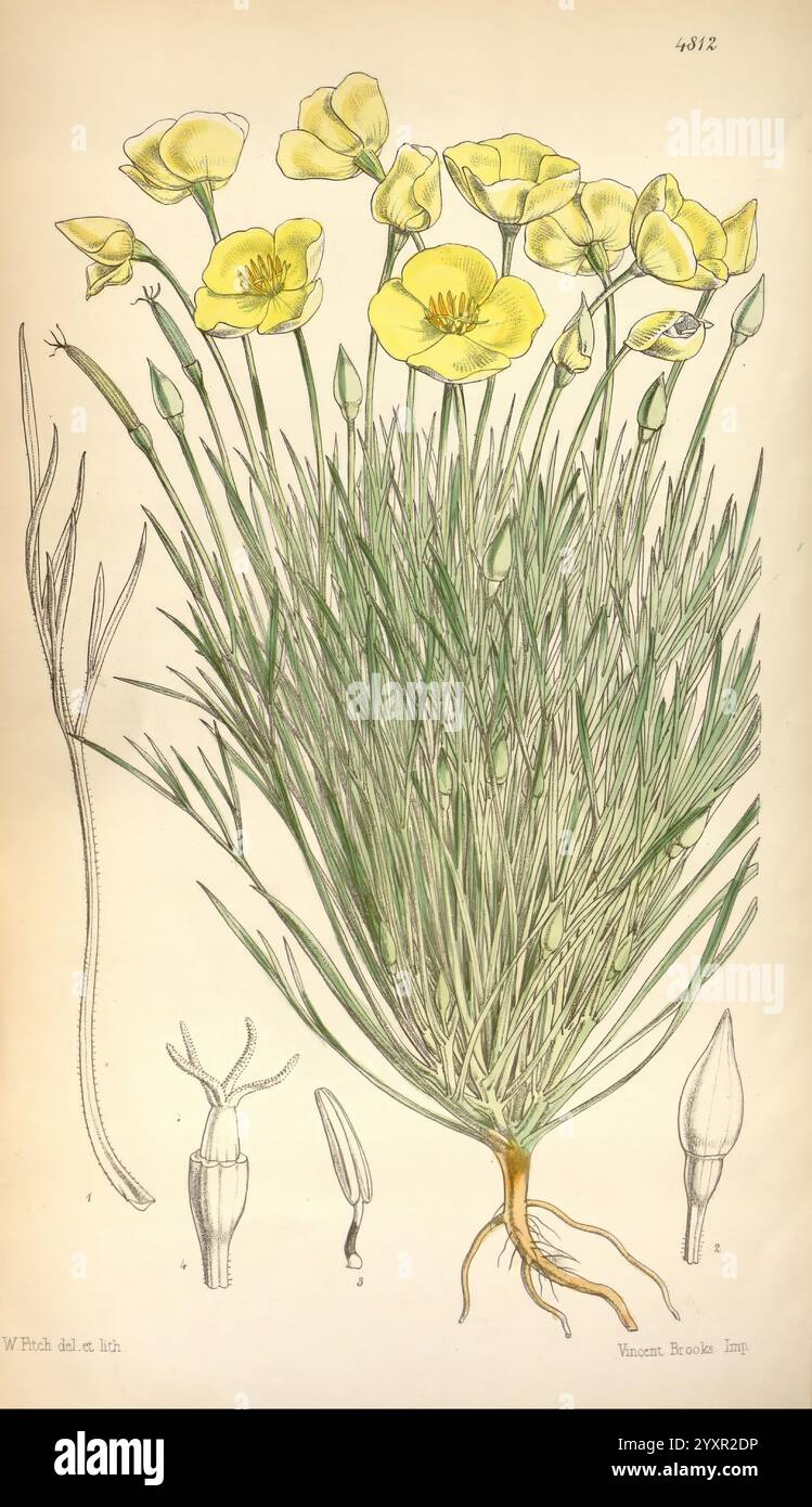 Slender leaved eschscholzia hi-res stock photography and images - Alamy