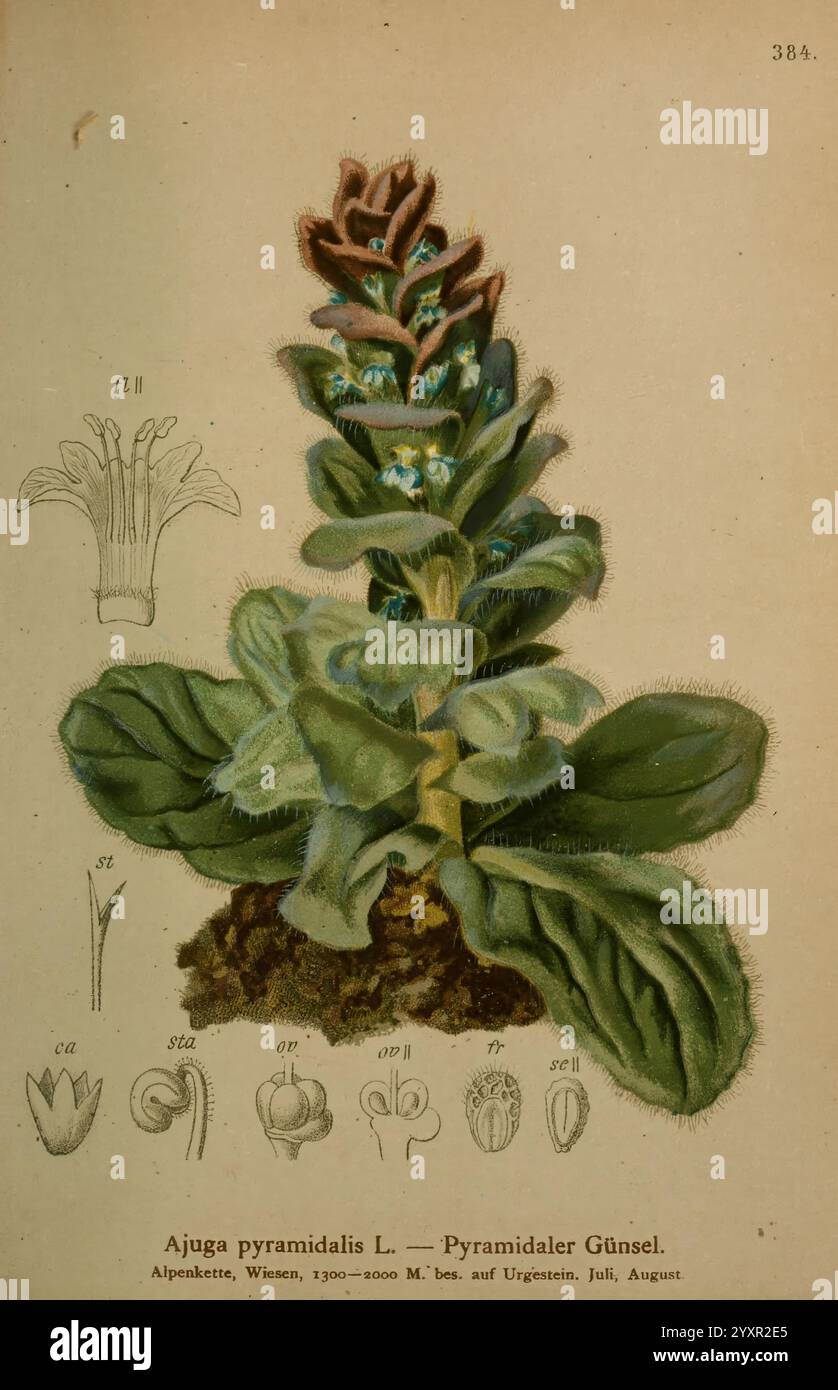 Terminolo hi-res stock photography and images - Alamy