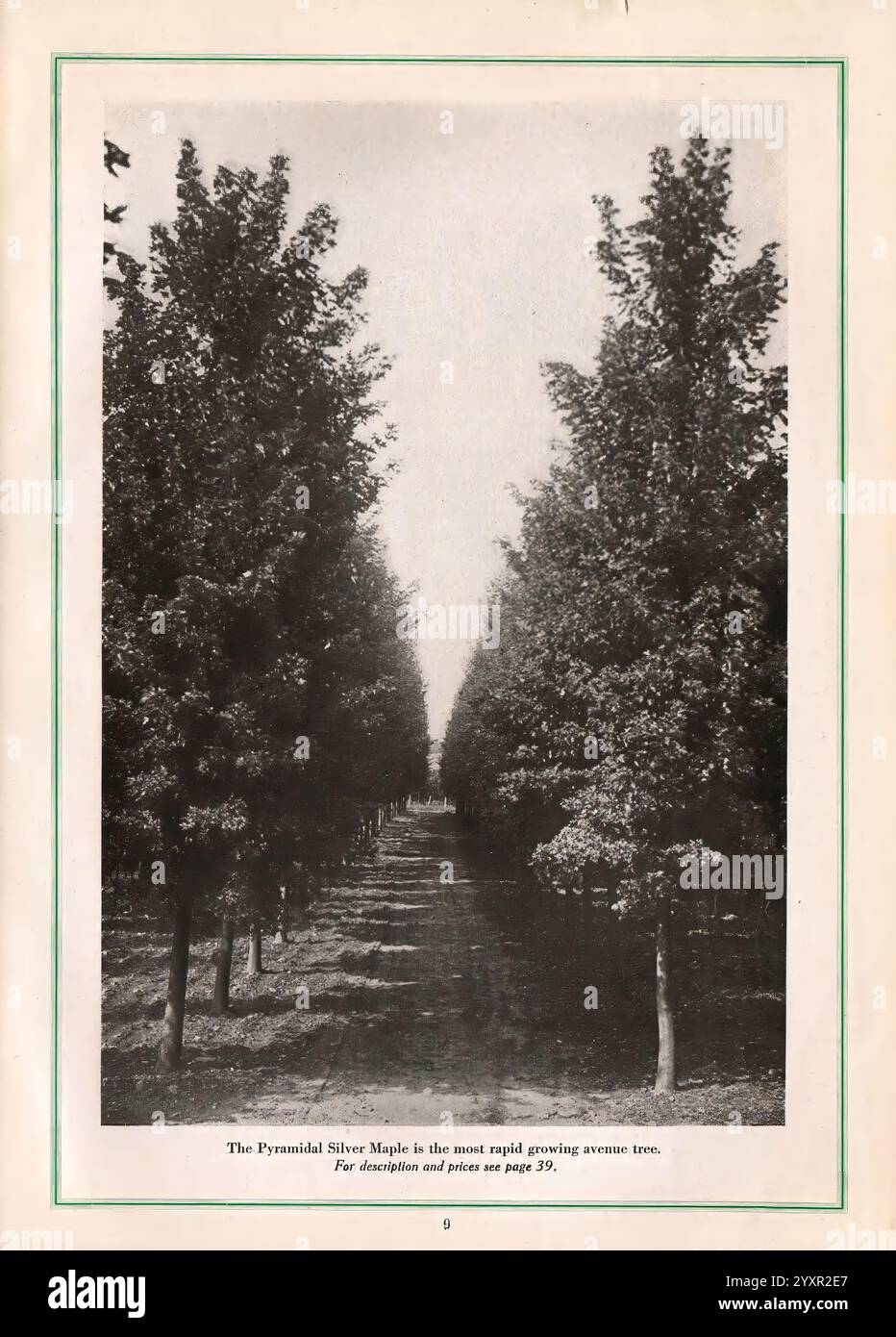 Ornamental trees, trees, New York State, catalogs, ornamental trees ...