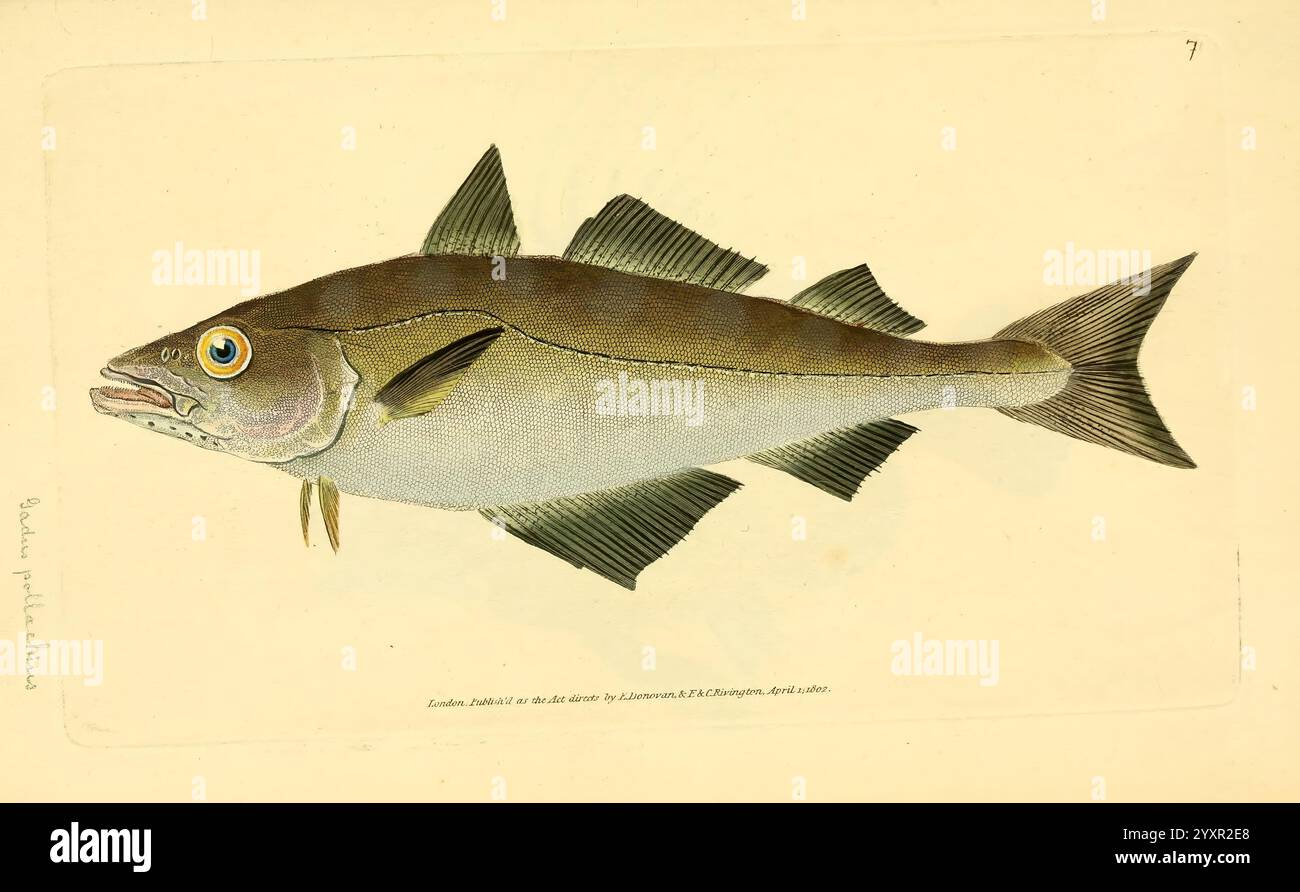 Pointed dorsal fins hi-res stock photography and images - Alamy