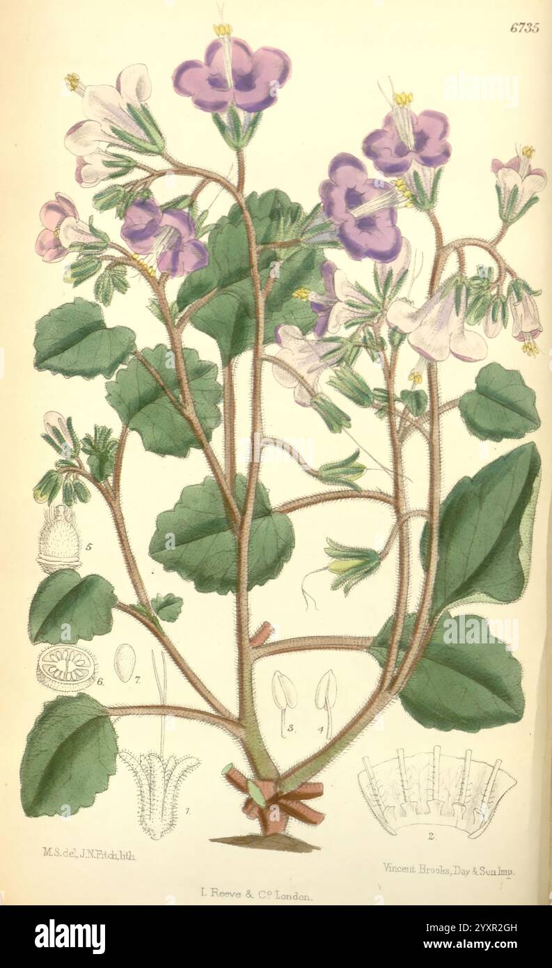 Various labeled sketches hi-res stock photography and images - Alamy