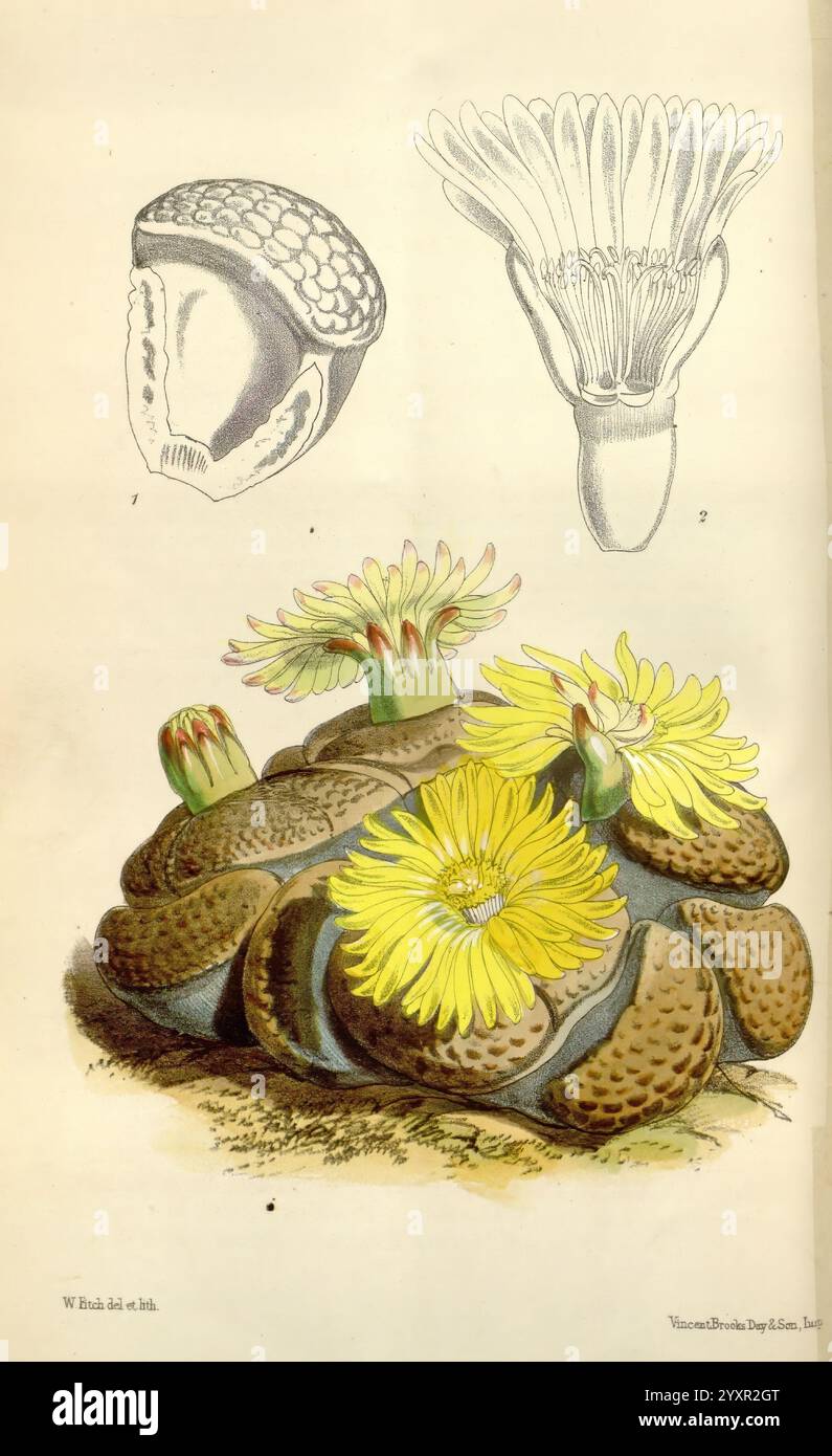 Two detailed botanical drawings provide hi-res stock photography and ...