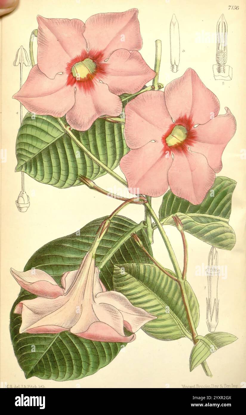 Exhibit distinct veining hi-res stock photography and images - Alamy