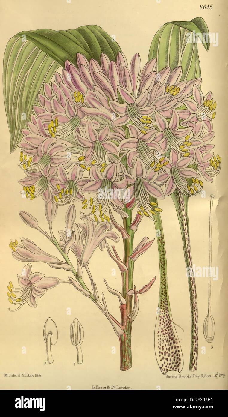 Curtis's, Botanical, Magazine, London, New York, Botanical ...