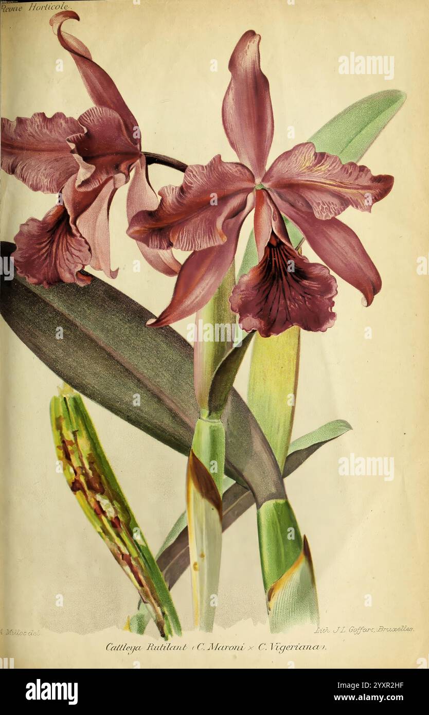 Binomial cattleya rutilant taxonomy hi-res stock photography and images ...