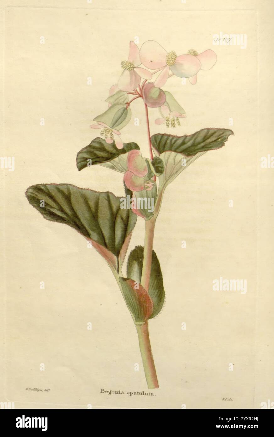 Delicate begonia species hi-res stock photography and images - Alamy