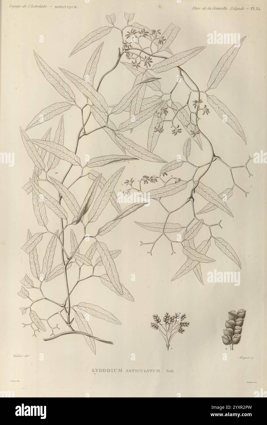 Vine like fern hi-res stock photography and images - Alamy