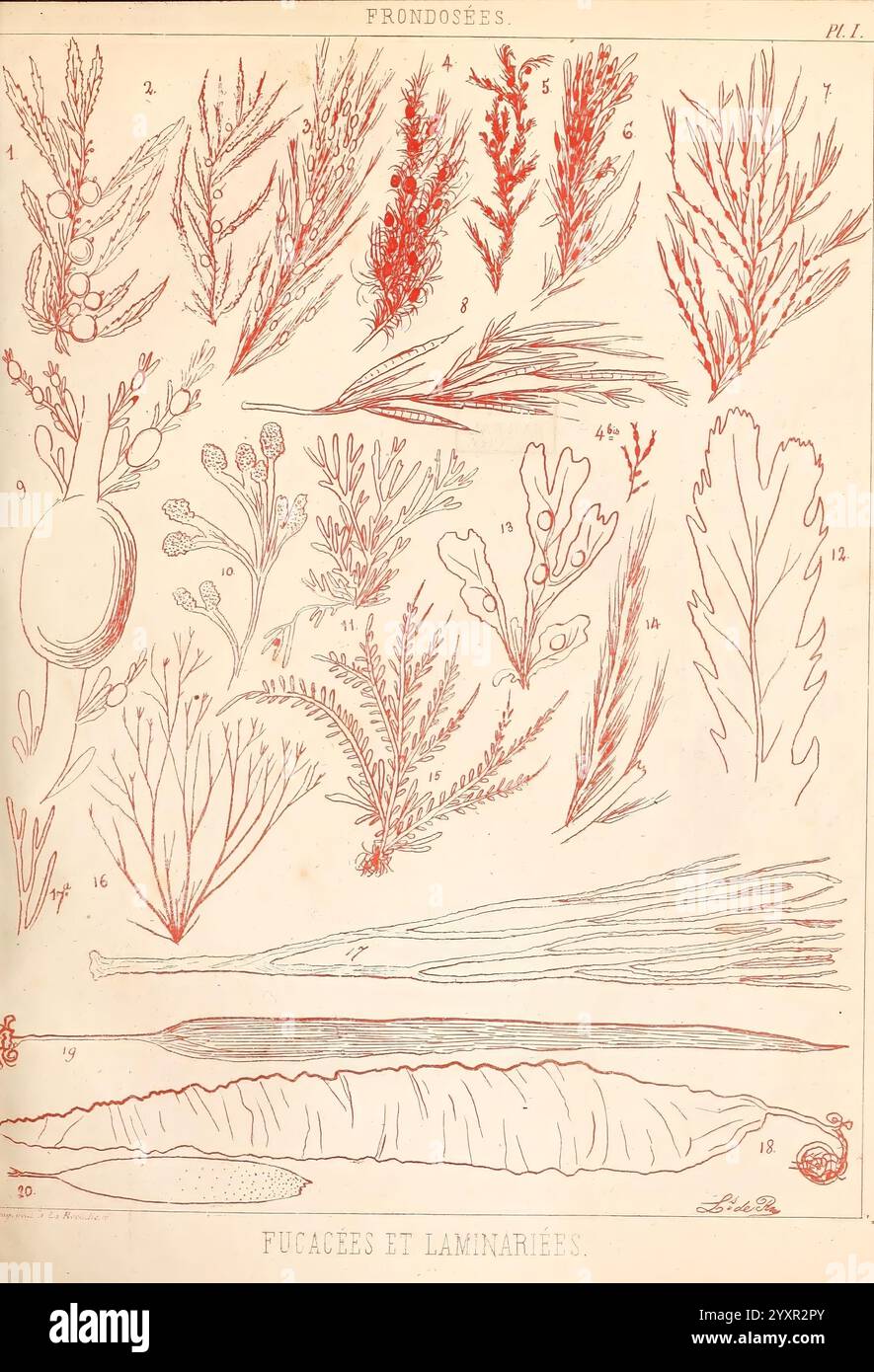 Biodiversity within aquatic ecosystems hi-res stock photography and ...