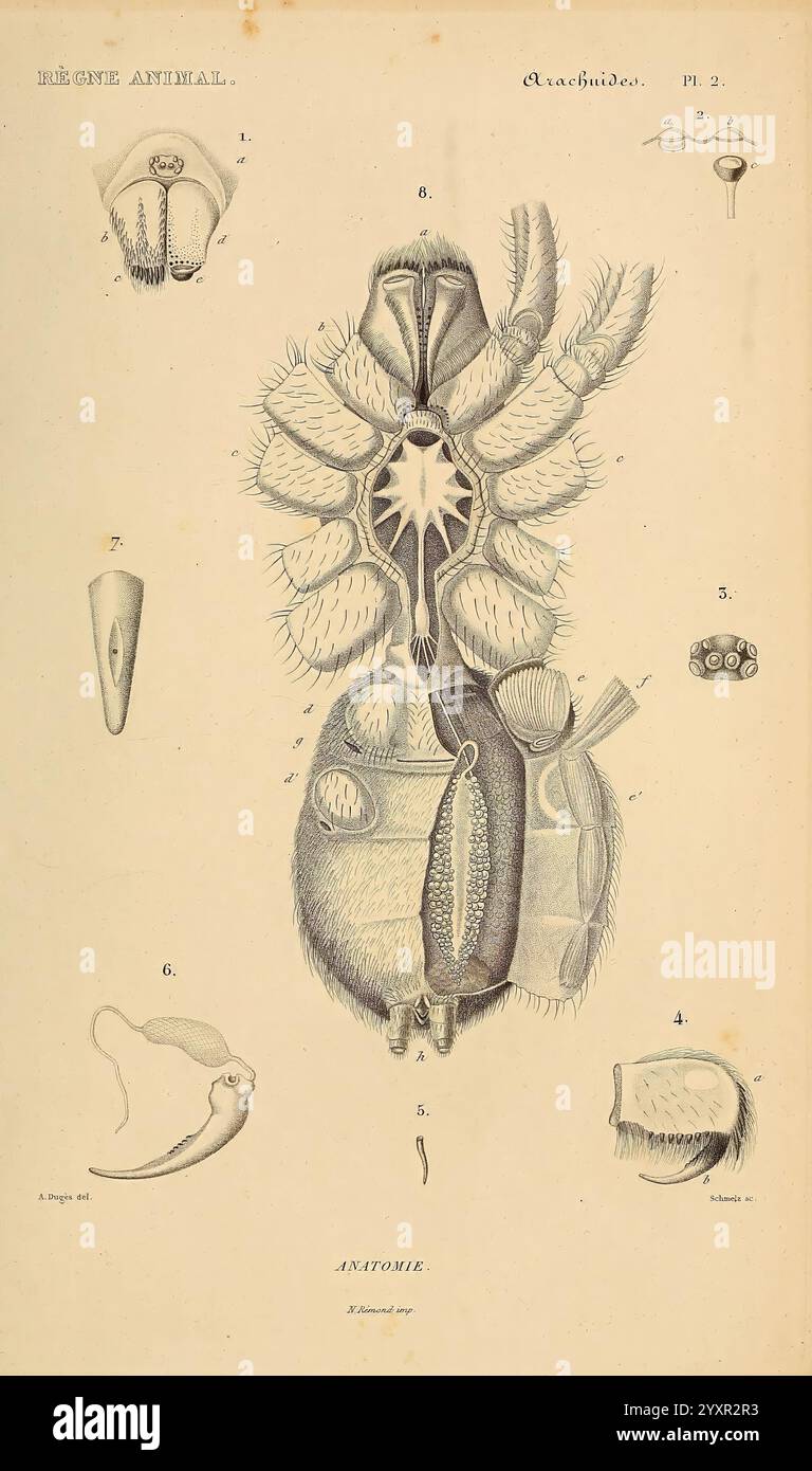 Le règne animal distribué d'après son organisation, Paris, 1836-1849 ...