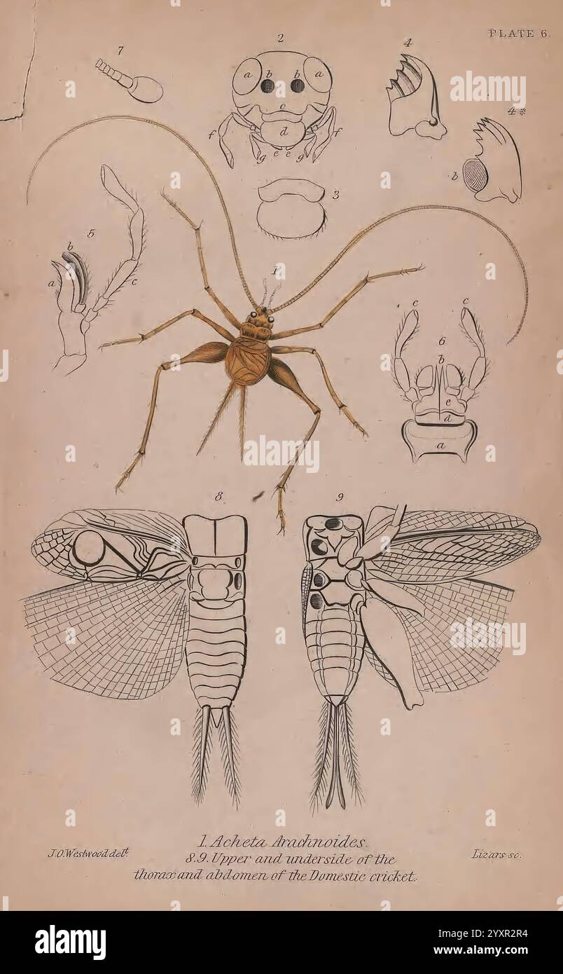 The naturalist's library, Edinburgh, W. H. Lizars, 1833, entomology ...