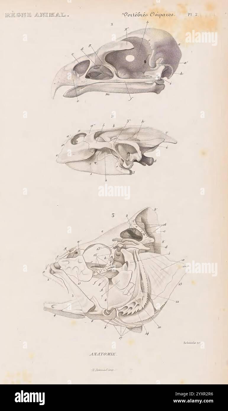 Le règne animal distribué d'après son organisation Paris, 1836-1849 ...