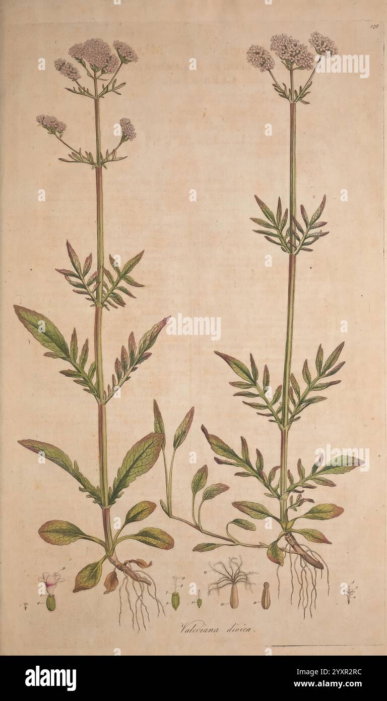 Illustration features two botanical drawings hi-res stock photography ...