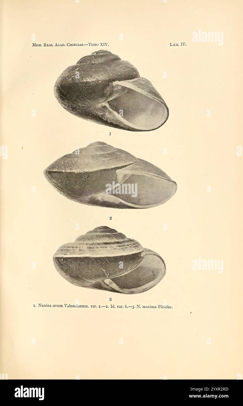 First shell displays hi-res stock photography and images - Alamy