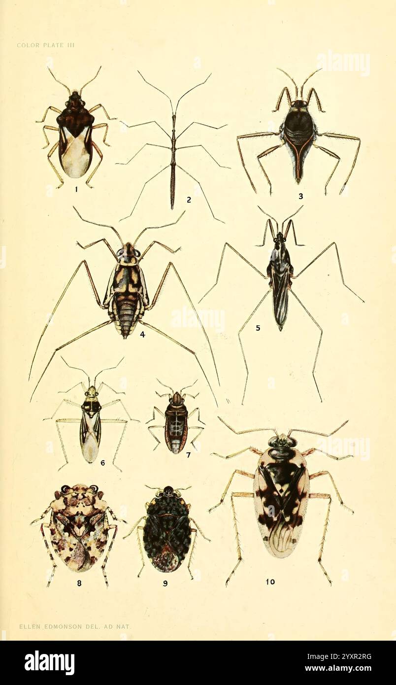 The biology and ecology of aquatic and semi-aquatic Hemiptera Lawrence ...
