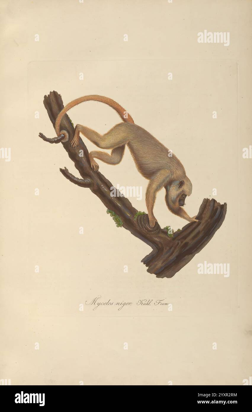 Species mycetes niger hi-res stock photography and images - Alamy