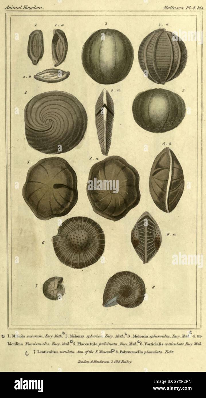 The animal kingdom, arranged according to its organization London, G ...