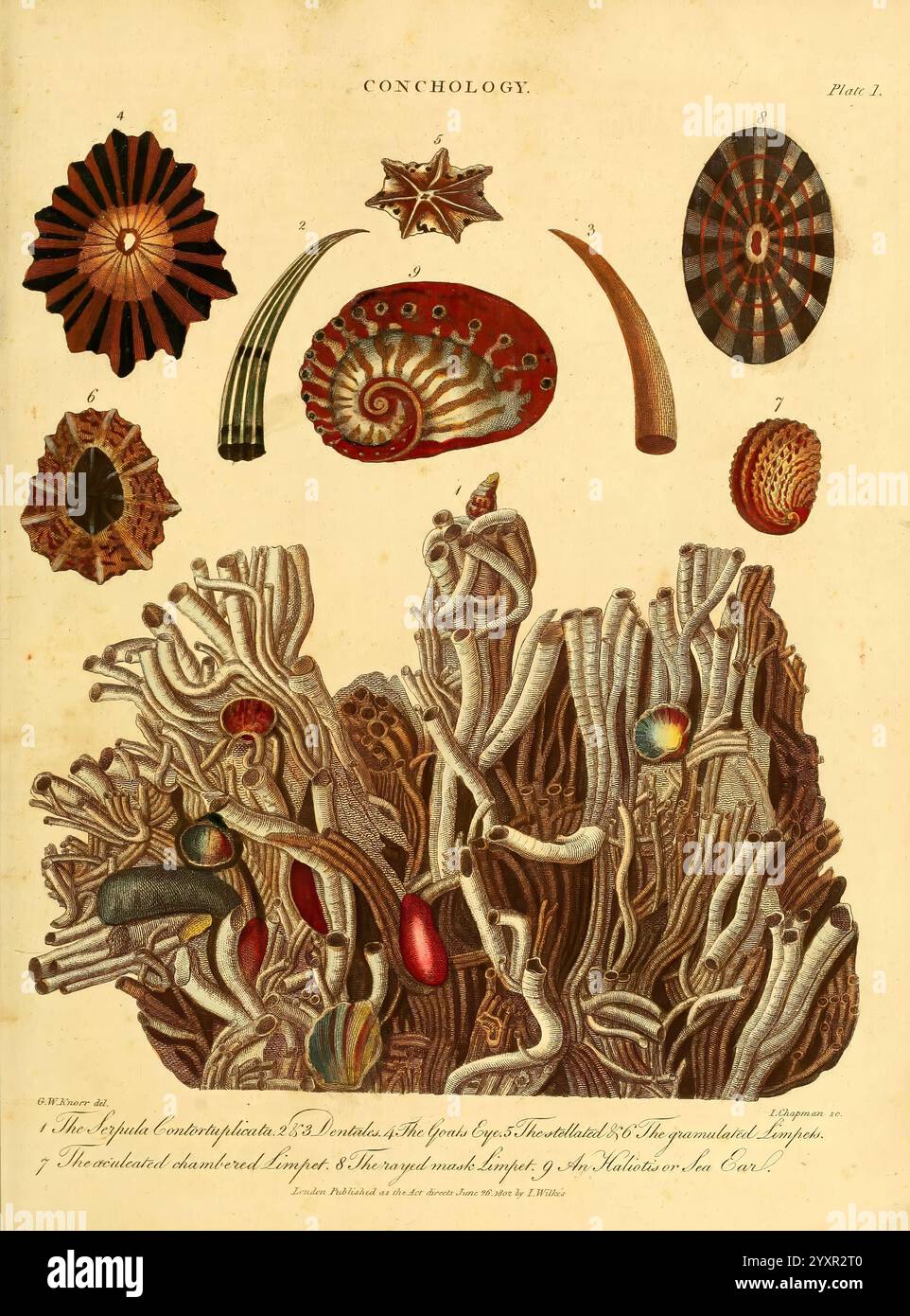 Marine annelids taxonomy hi-res stock photography and images - Alamy