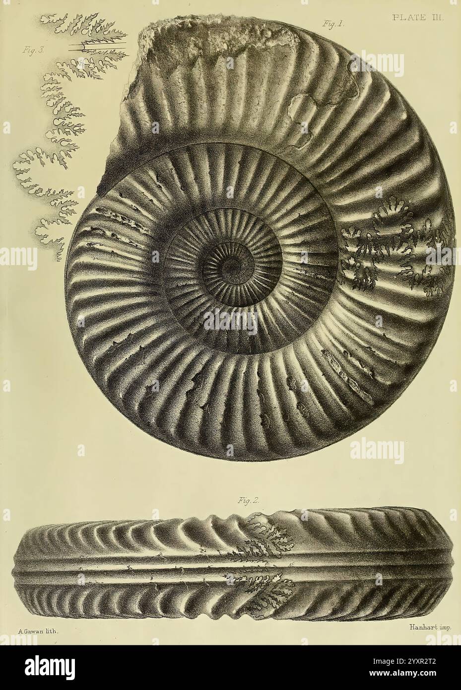 Characteristic spiral shell structure hi-res stock photography and ...