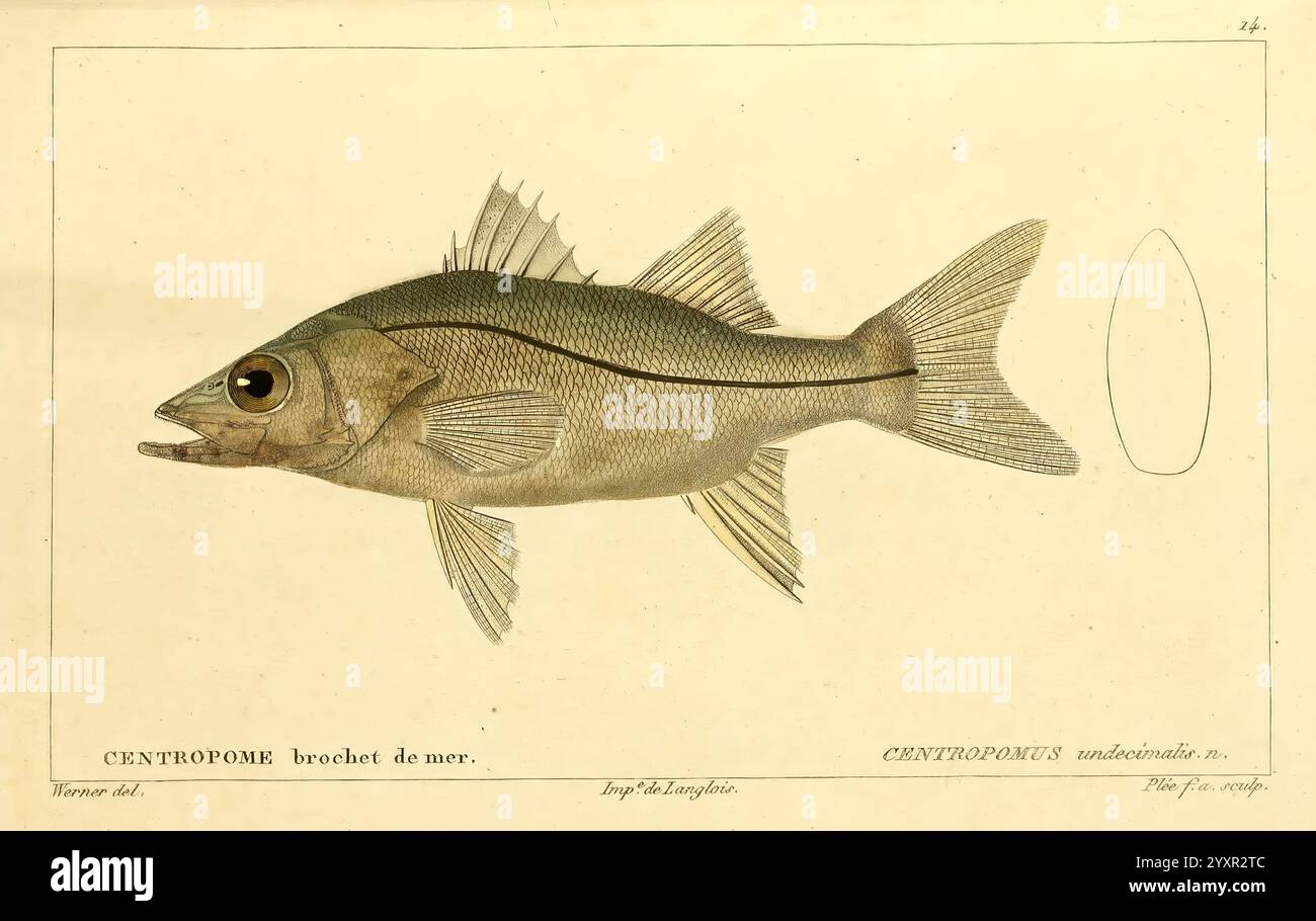 Fishs unique shape hi-res stock photography and images - Alamy