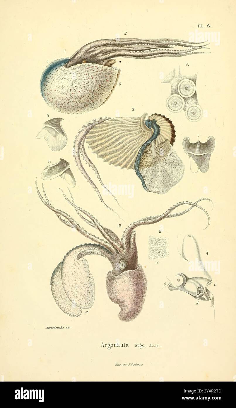 Mollusques vivants et fossiles, Atlas, Paris, Gide et Cie, éditeurs ...
