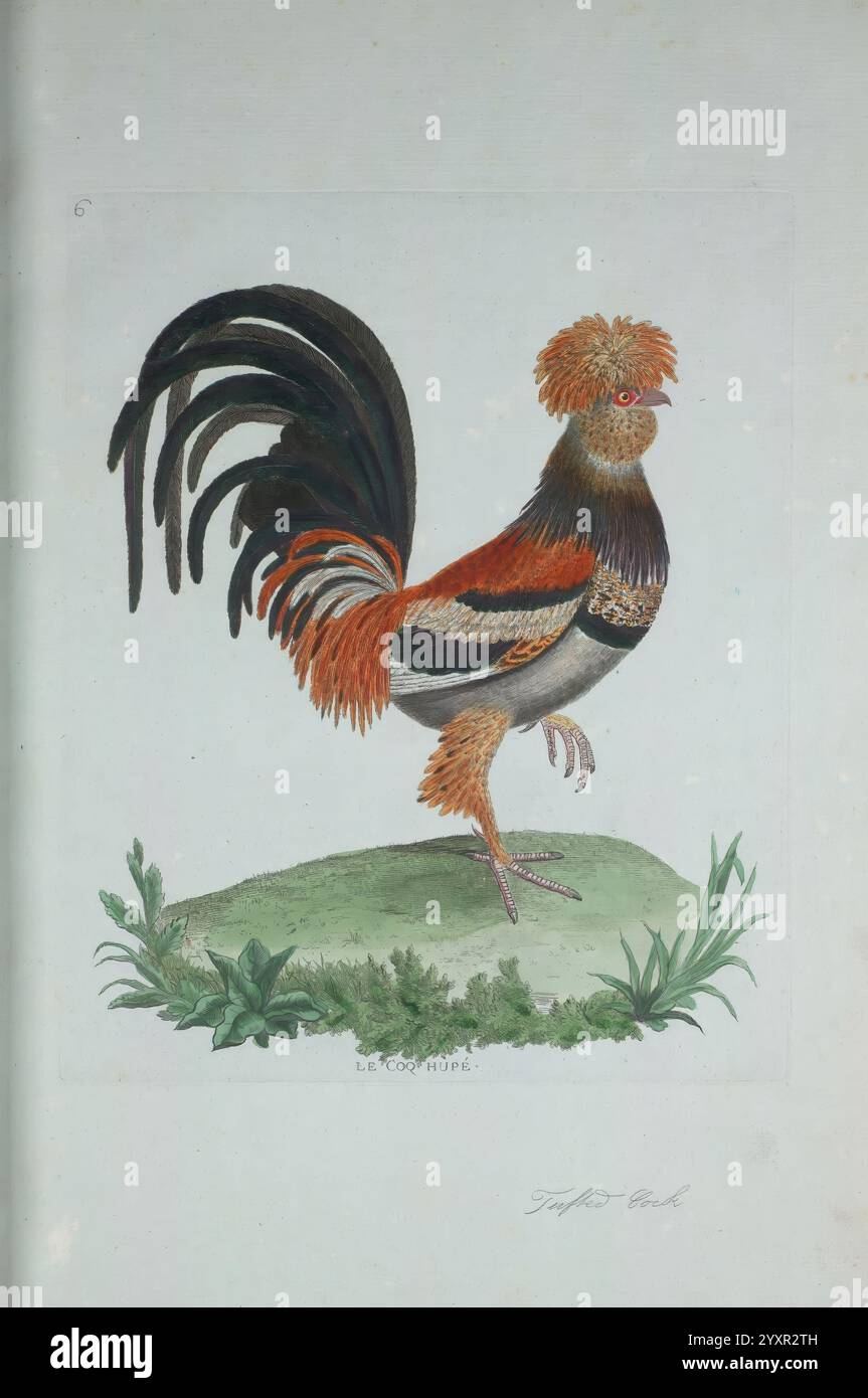 Roosters stance hi-res stock photography and images - Alamy