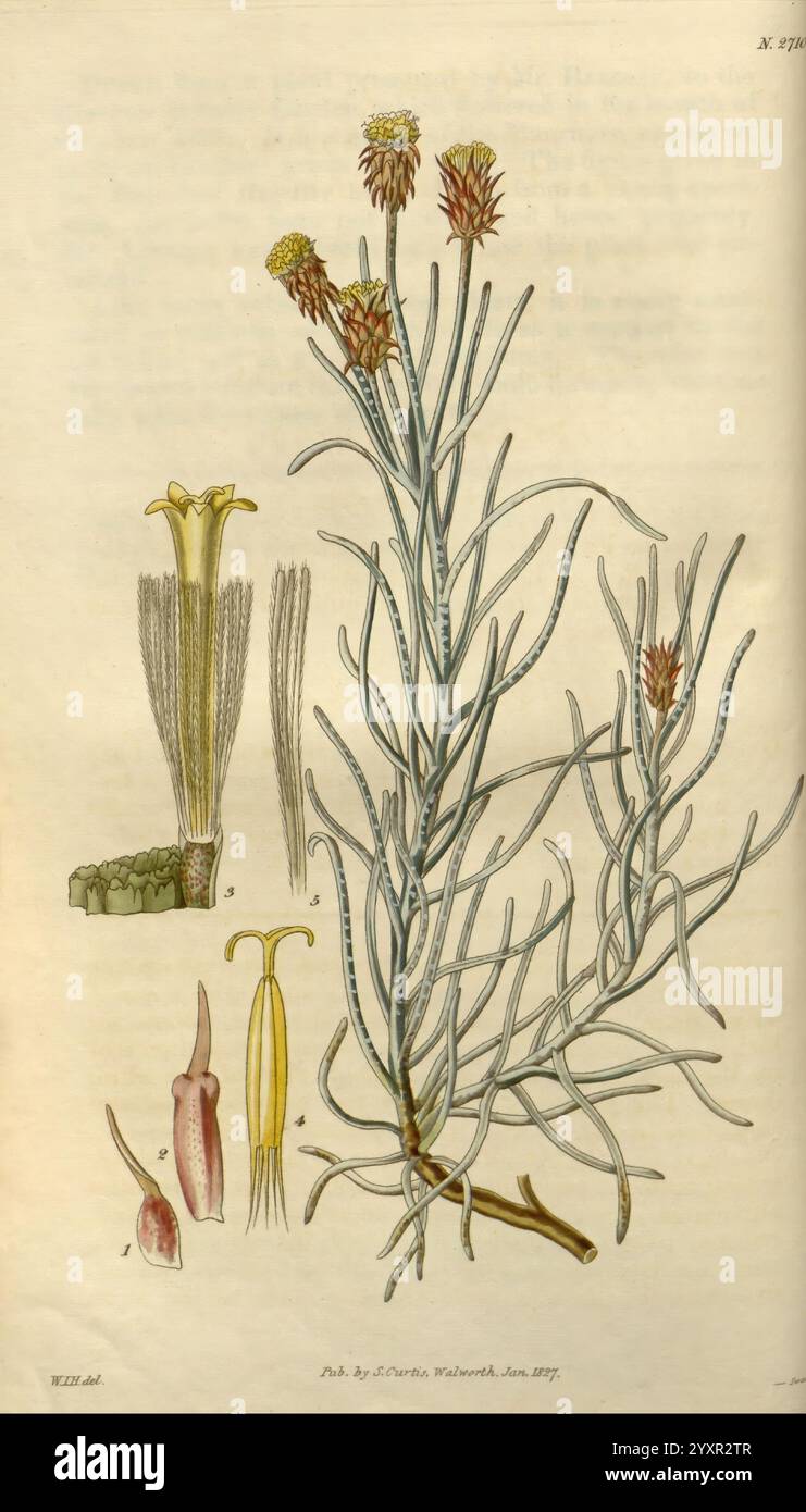 Curtis's botanical magazine, London, New York, botany, periodicals ...