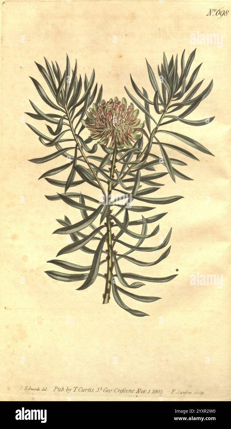 Curtis's Botanical Magazine, London, New York, botany, periodicals ...