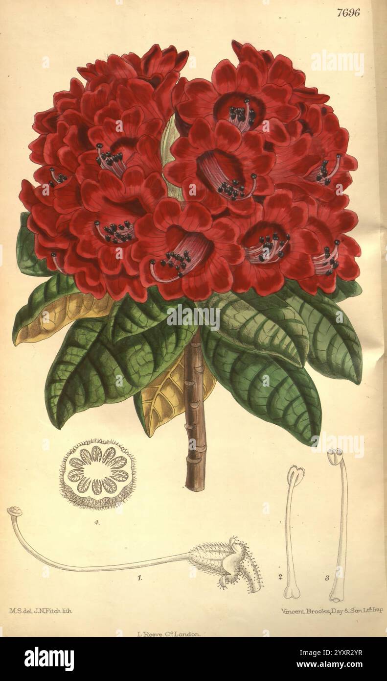 Curtis's Botanical Magazine, London, New York, botany, periodicals ...