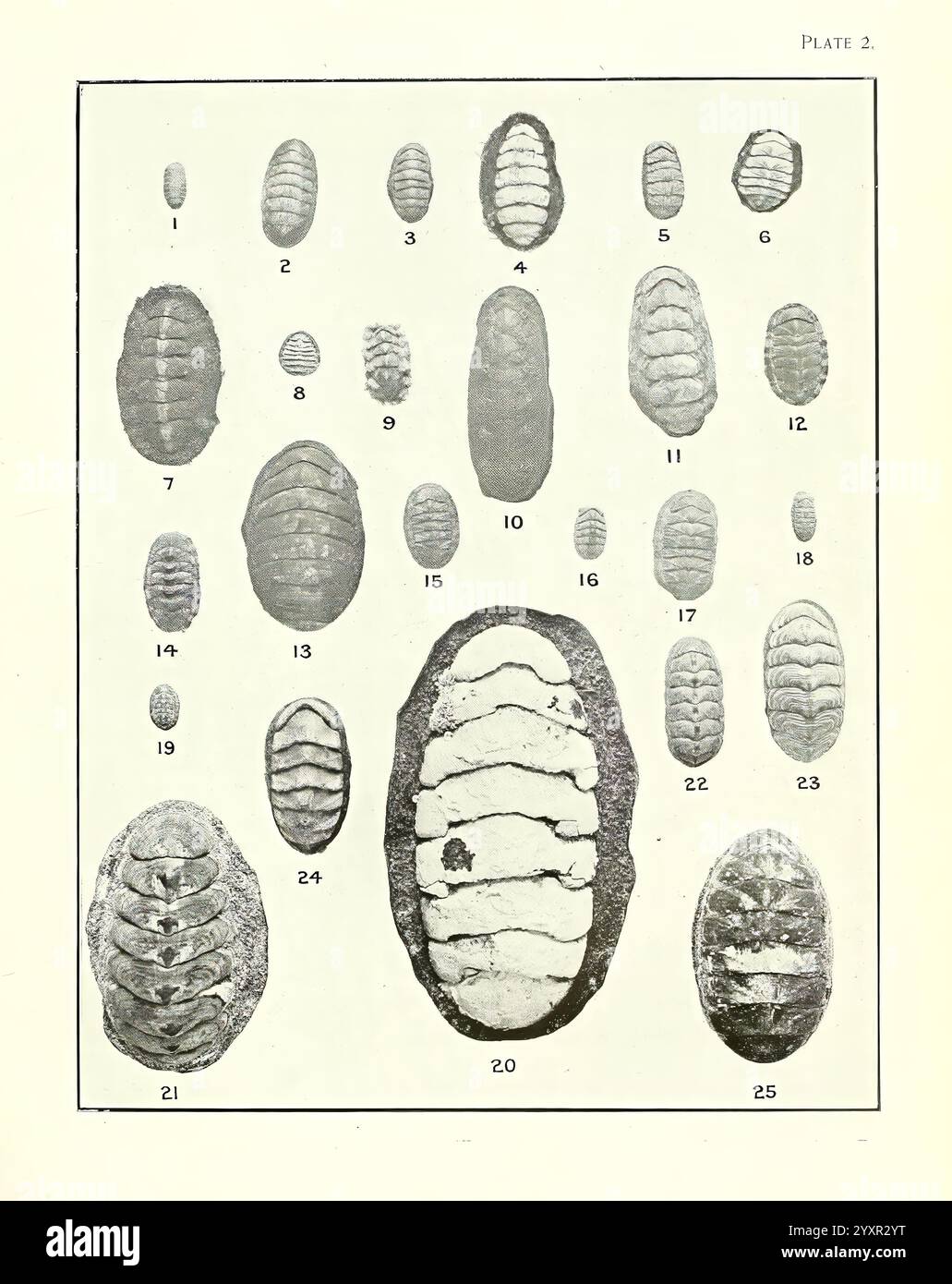 Ischnochiton contractus plaxiphora hi-res stock photography and images ...