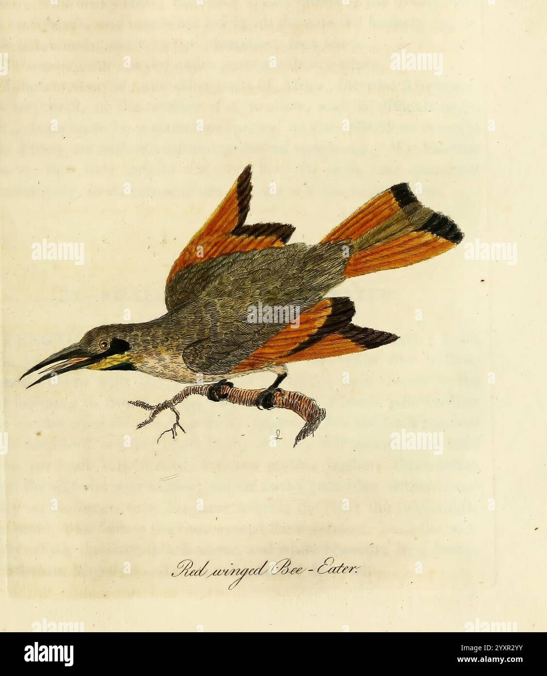 Avian creature features vibrant plumage hi-res stock photography and ...
