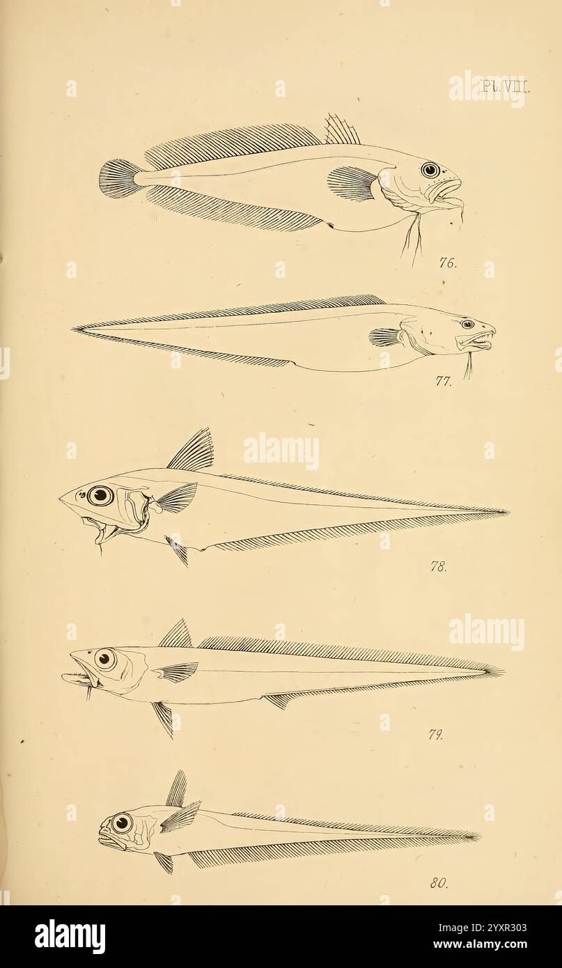 Understanding different fish species hi-res stock photography and ...