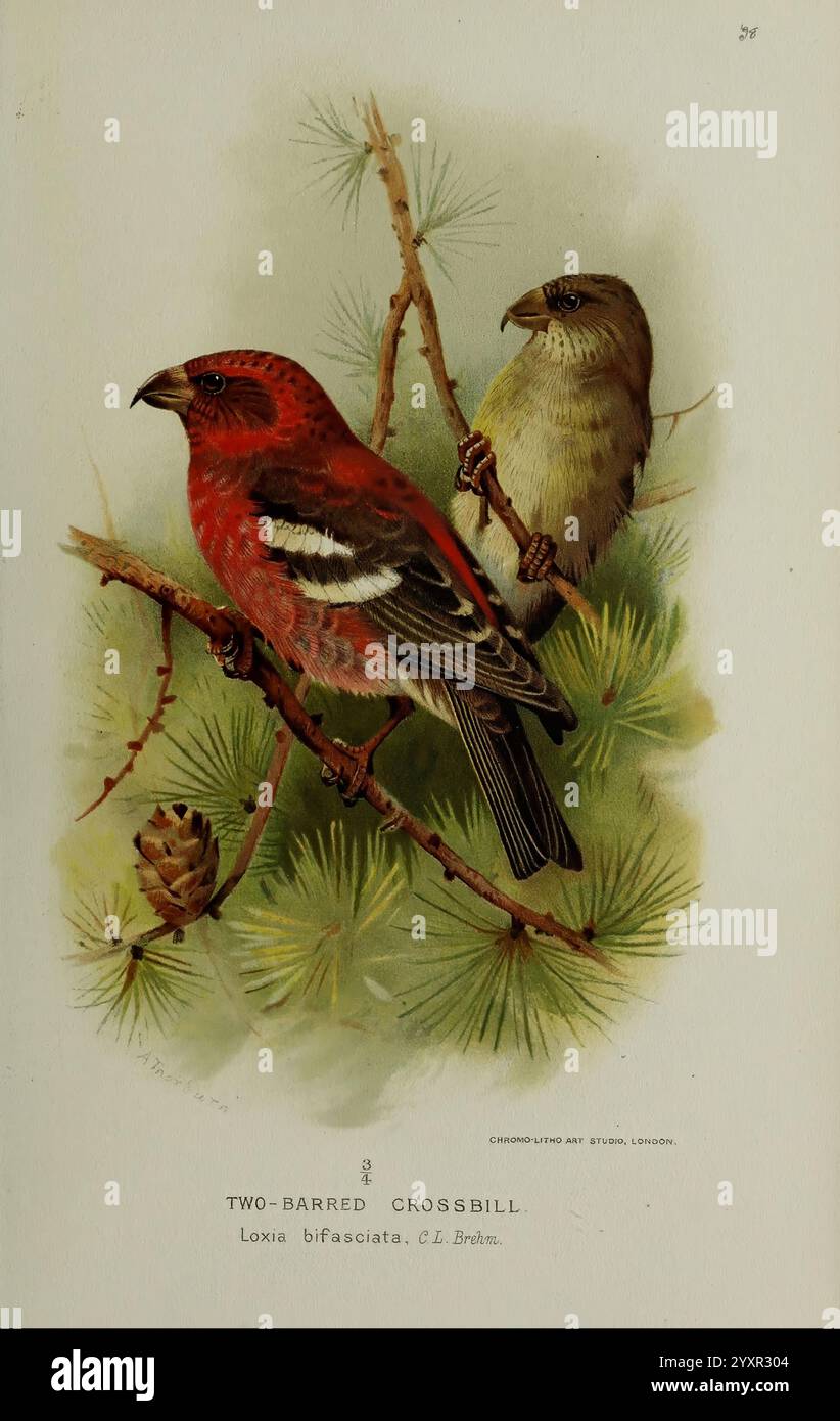 Distinctive conical bill hi-res stock photography and images - Alamy