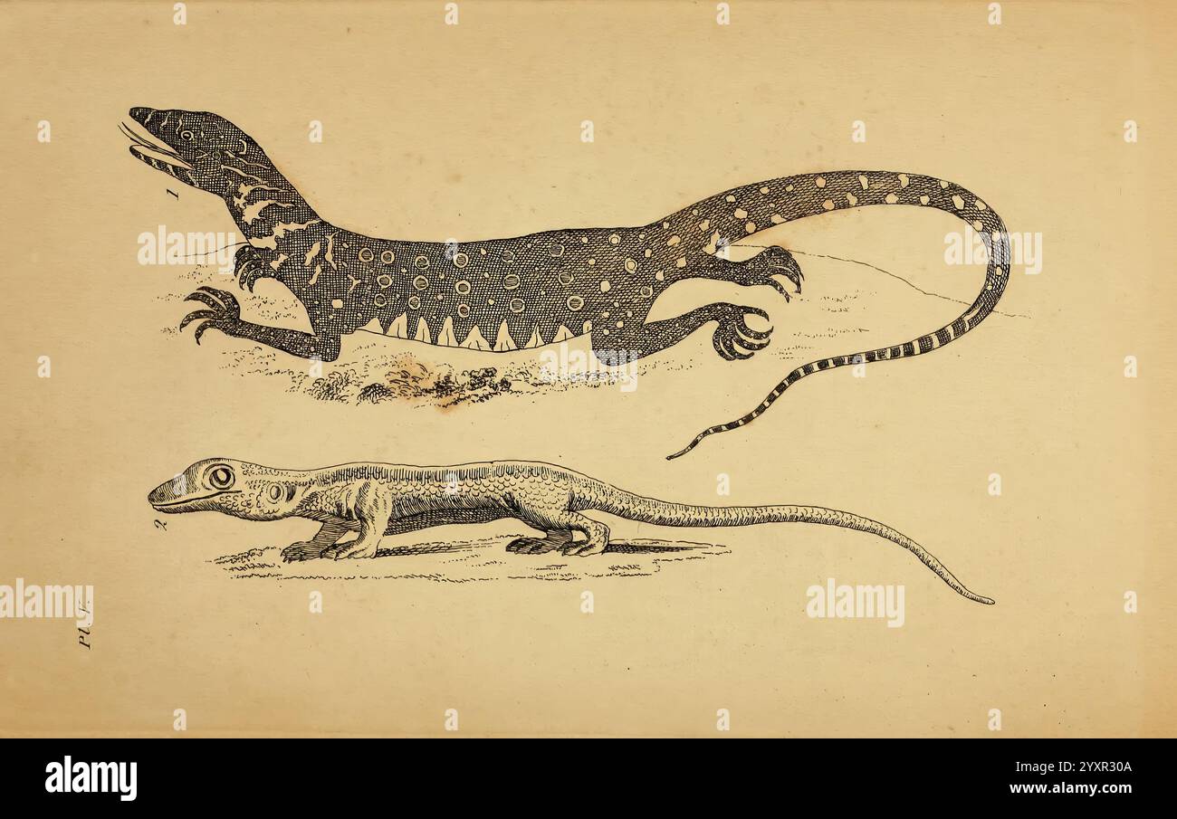 Robust lizard stands hi-res stock photography and images - Alamy