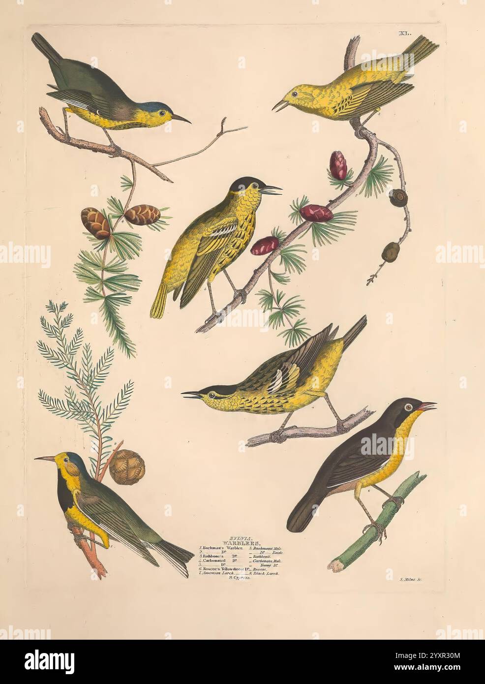 Bird showcases unique plumage patterns hi-res stock photography and ...