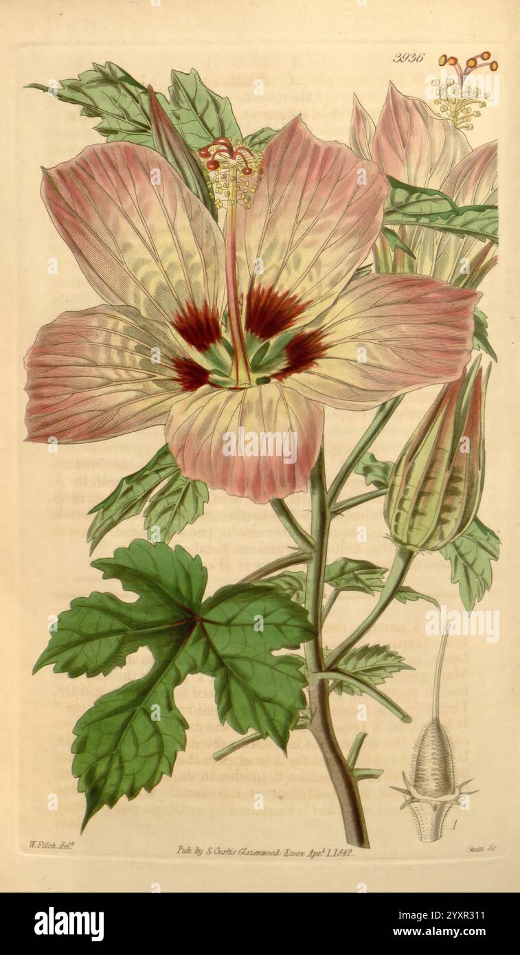 Prominent lobed structure hi-res stock photography and images - Alamy