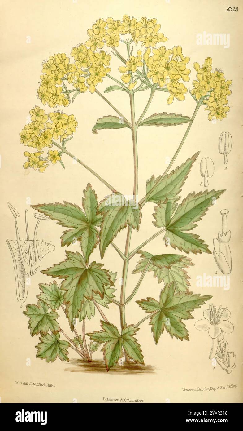 Curtis's Botanical Magazine London, New York Botanical Illustration ...