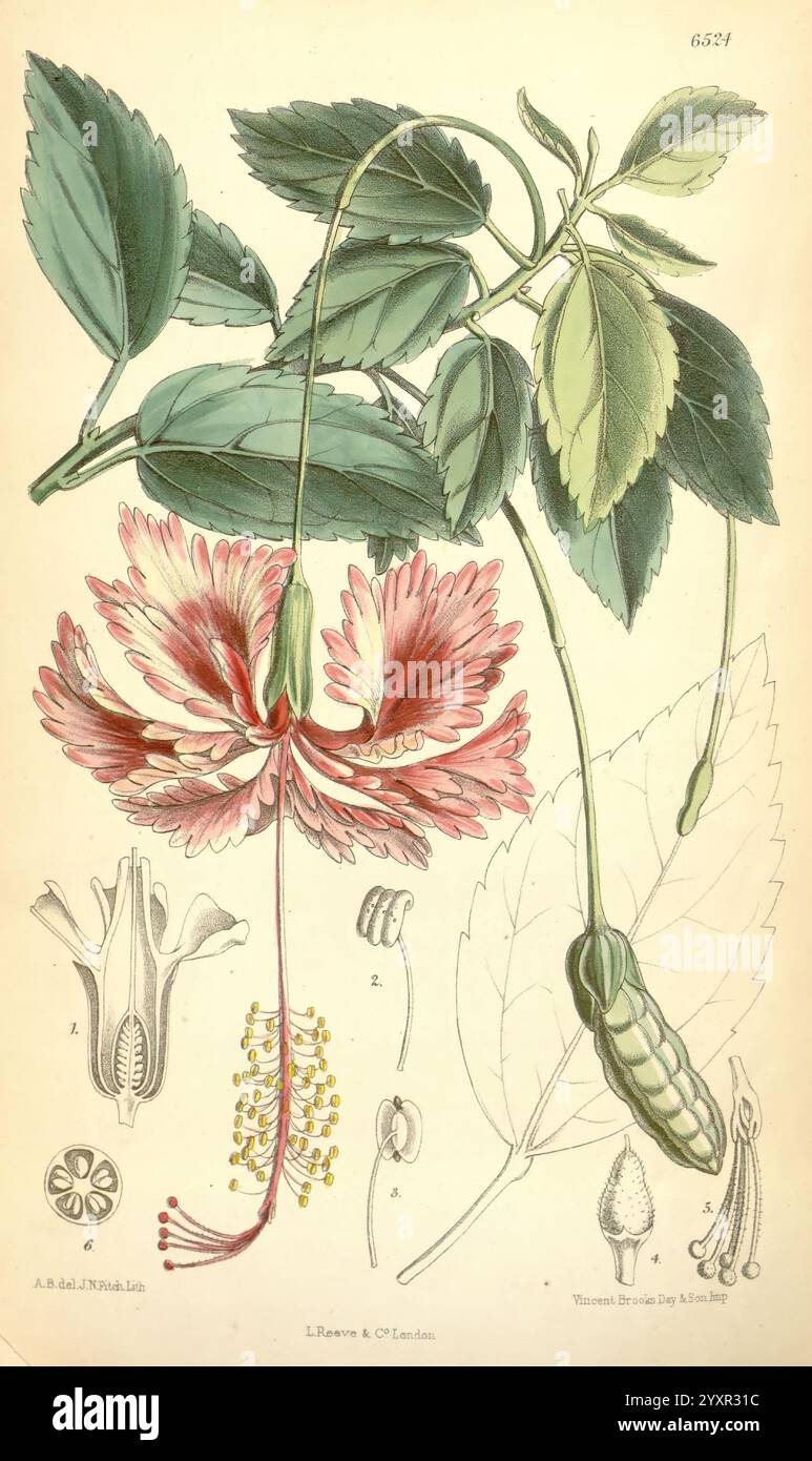 Curtis's Botanical Magazine, London, New York, botanical illustration ...