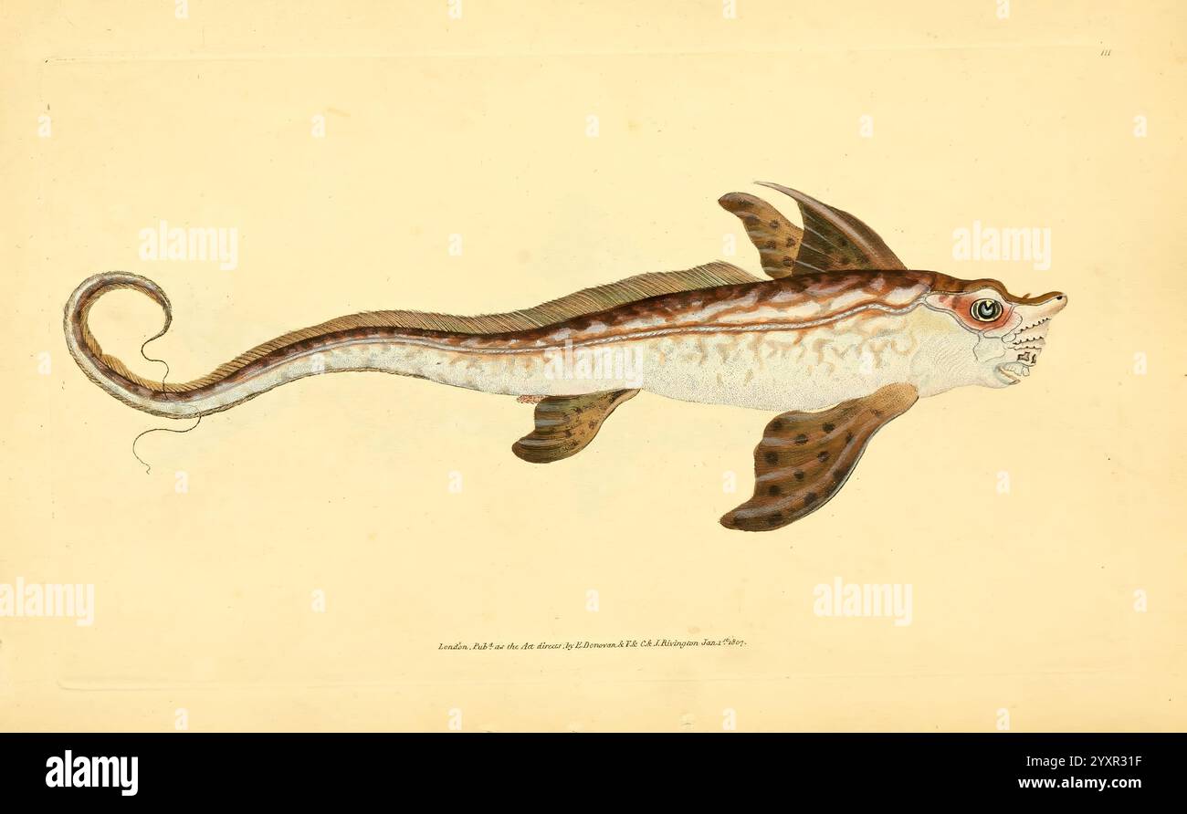 Tapers elegantly hi-res stock photography and images - Alamy