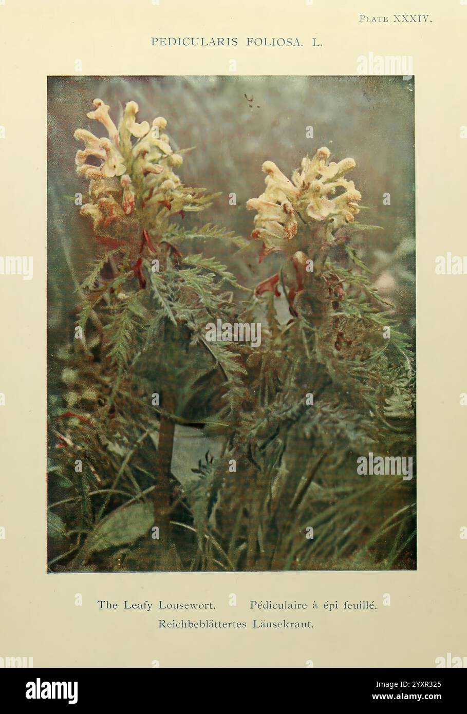 Plants unique biological features hi-res stock photography and images ...