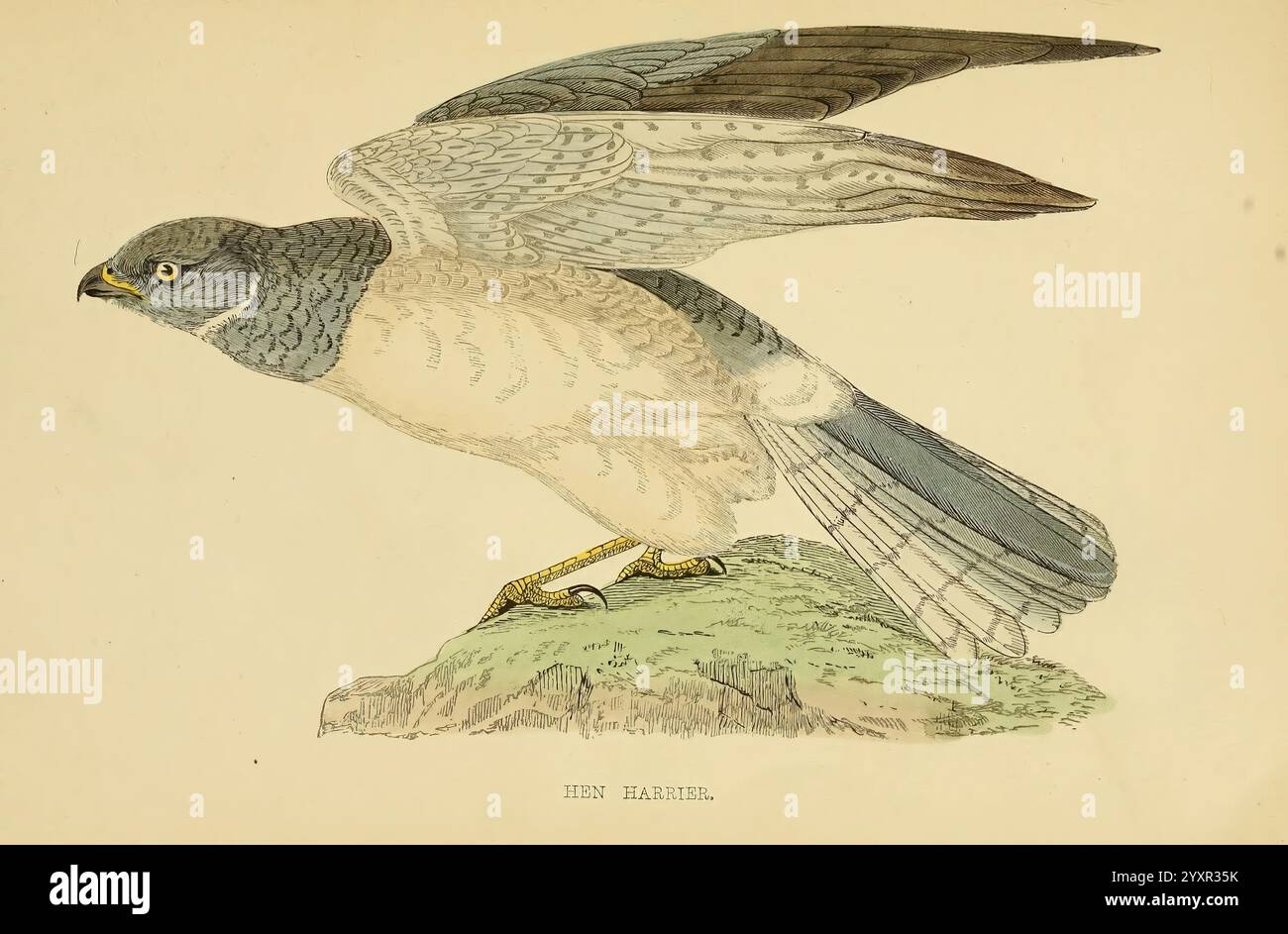 A history of British birds,1863-1866?, birds, Great Britain, bird, A ...