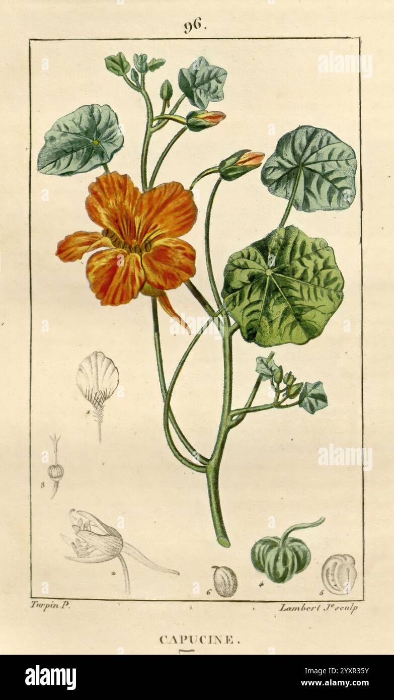 Flore médicale Paris Imprimerie de C.L.F. Panckoucke 1828-1832 1833 ...
