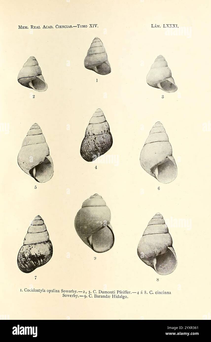 Memorias de la Real Academia de Ciencias Exactas, Fisicas y Naturales ...