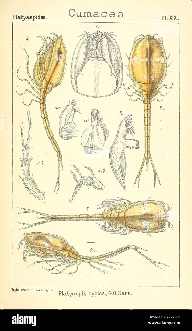 Crucial biological characteristics hi-res stock photography and images ...