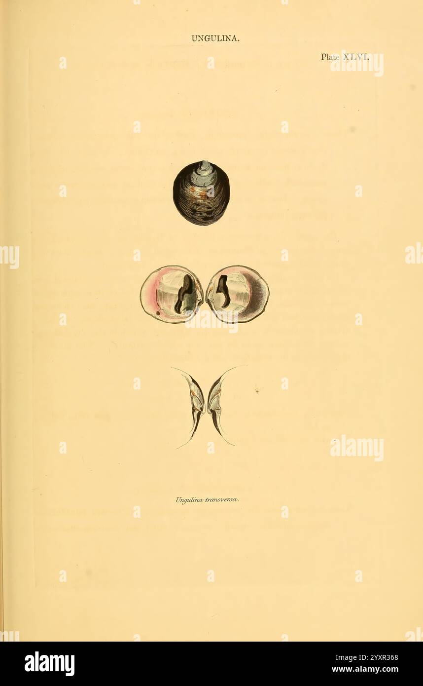 Conchologia systematica, or Complete system of conchology London ...