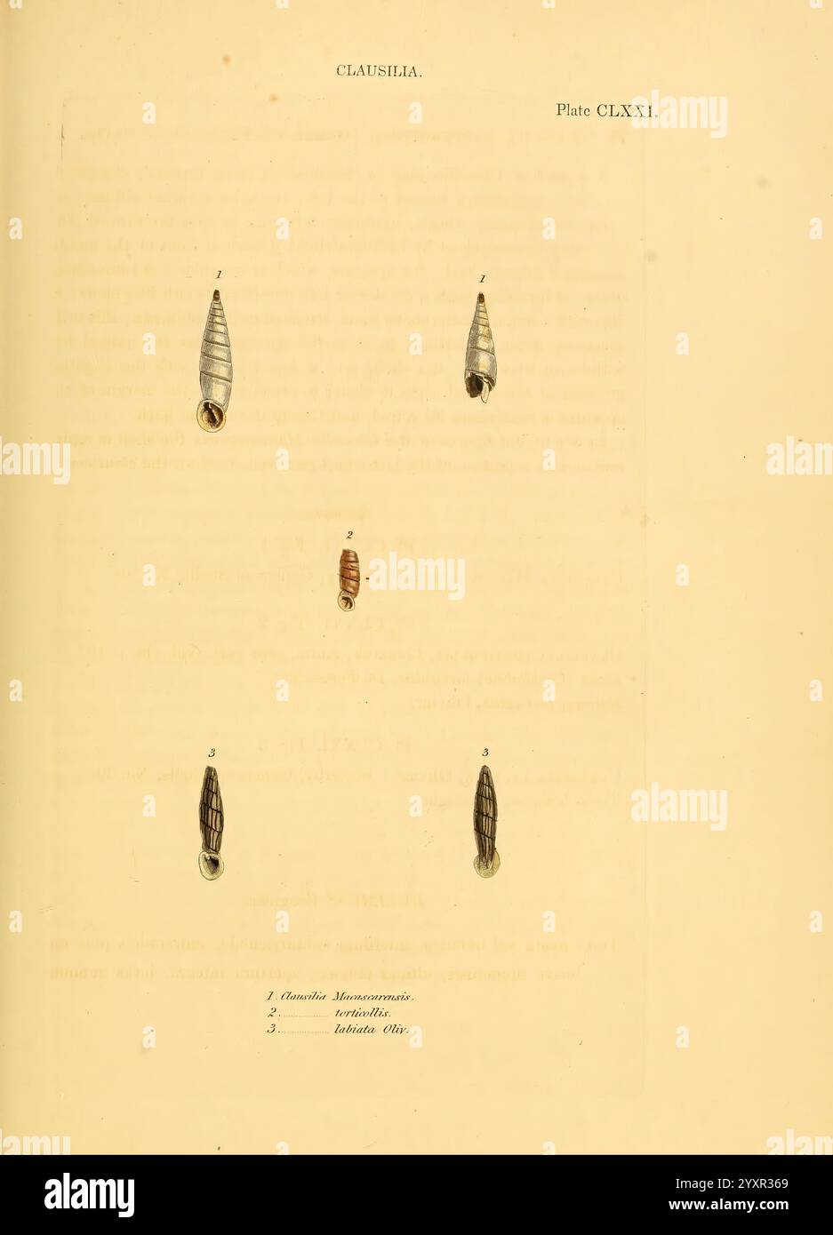Conchologia systematica, or Complete system of conchology, London ...