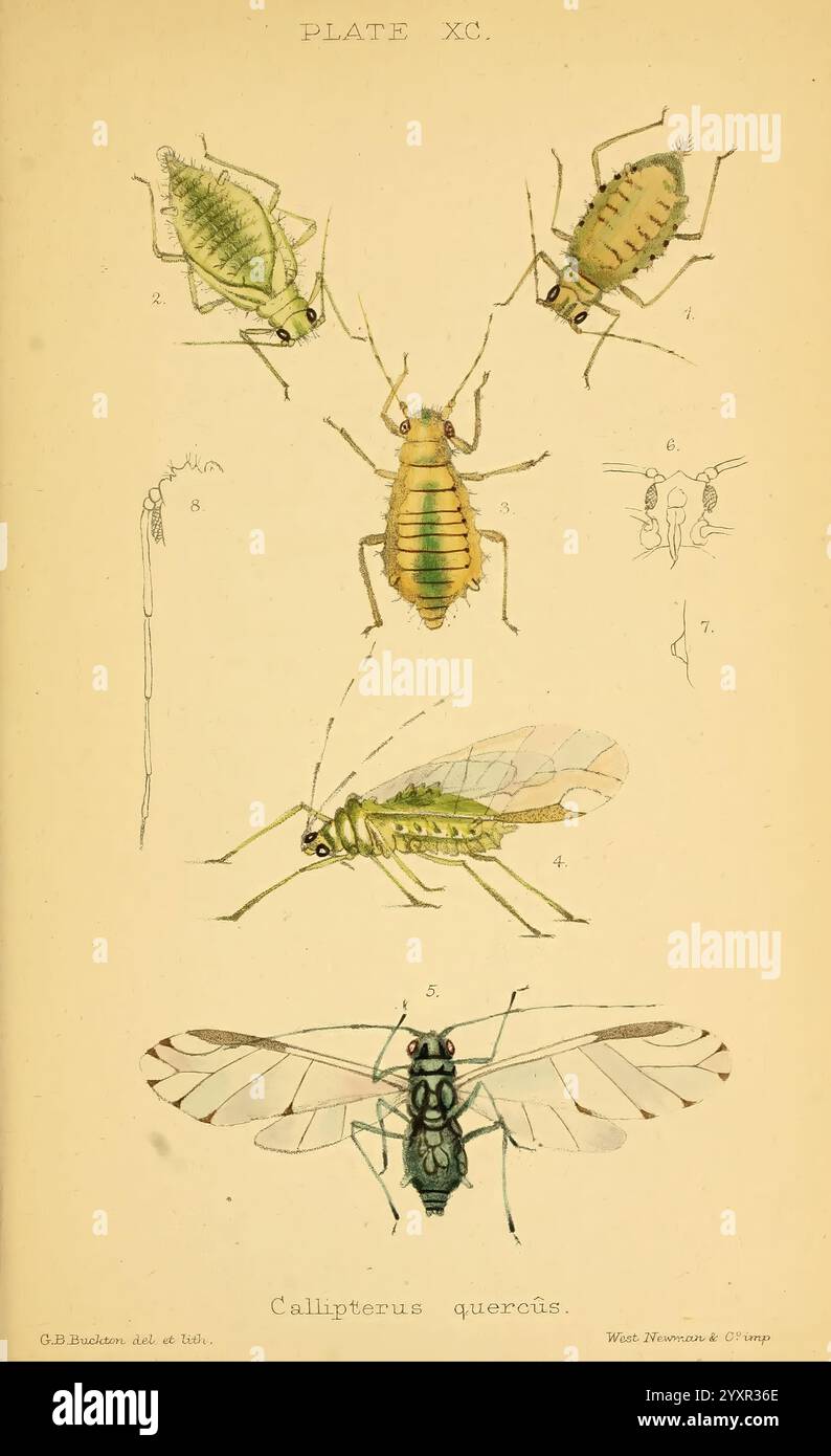 Anatomical deta hi-res stock photography and images - Alamy